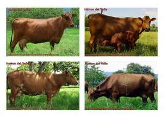 Características y diferencias entre bos taurus vs bos | PPTX