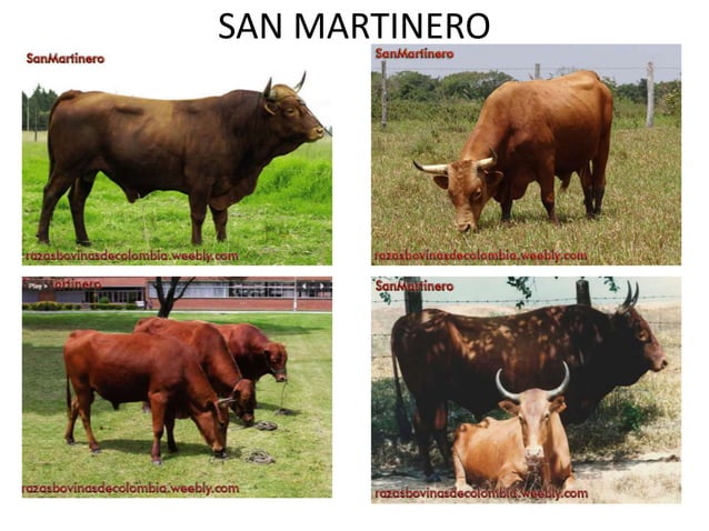 Características y diferencias entre bos taurus vs bos | PPTX