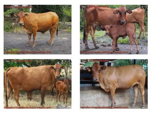 Características y diferencias entre bos taurus vs bos | PPTX