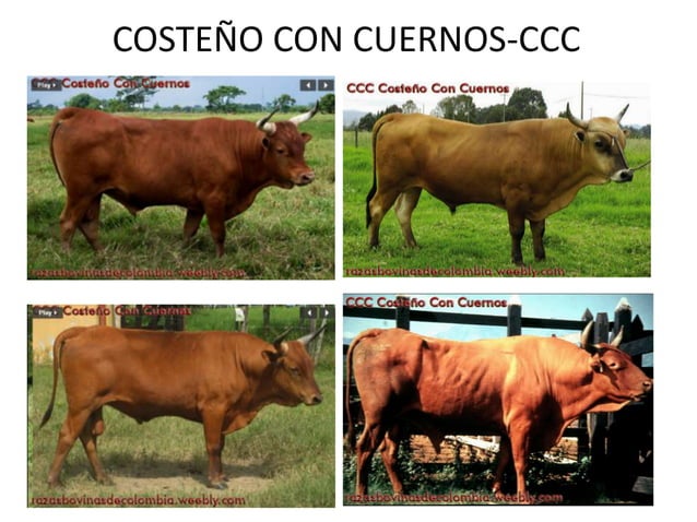 Características y diferencias entre bos taurus vs bos | PPTX