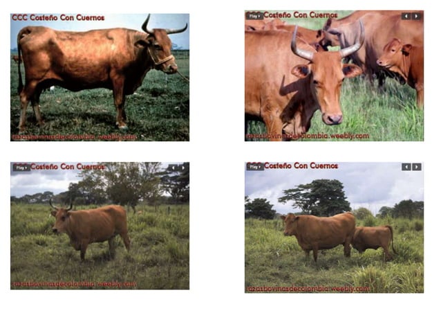 Características y diferencias entre bos taurus vs bos | PPTX