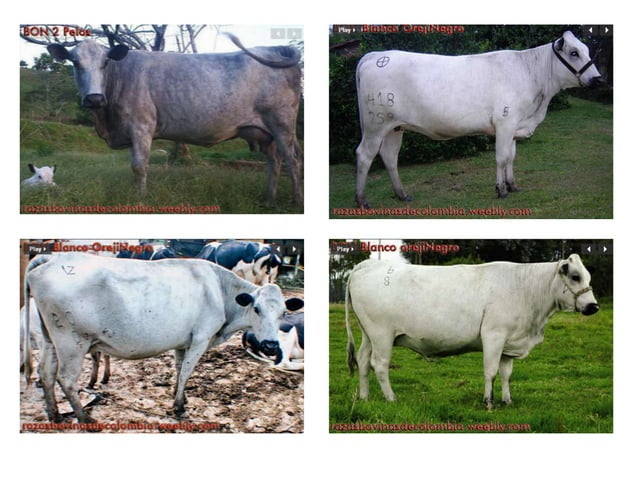 Características y diferencias entre bos taurus vs bos | PPTX