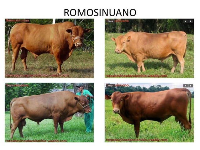 Características y diferencias entre bos taurus vs bos | PPTX