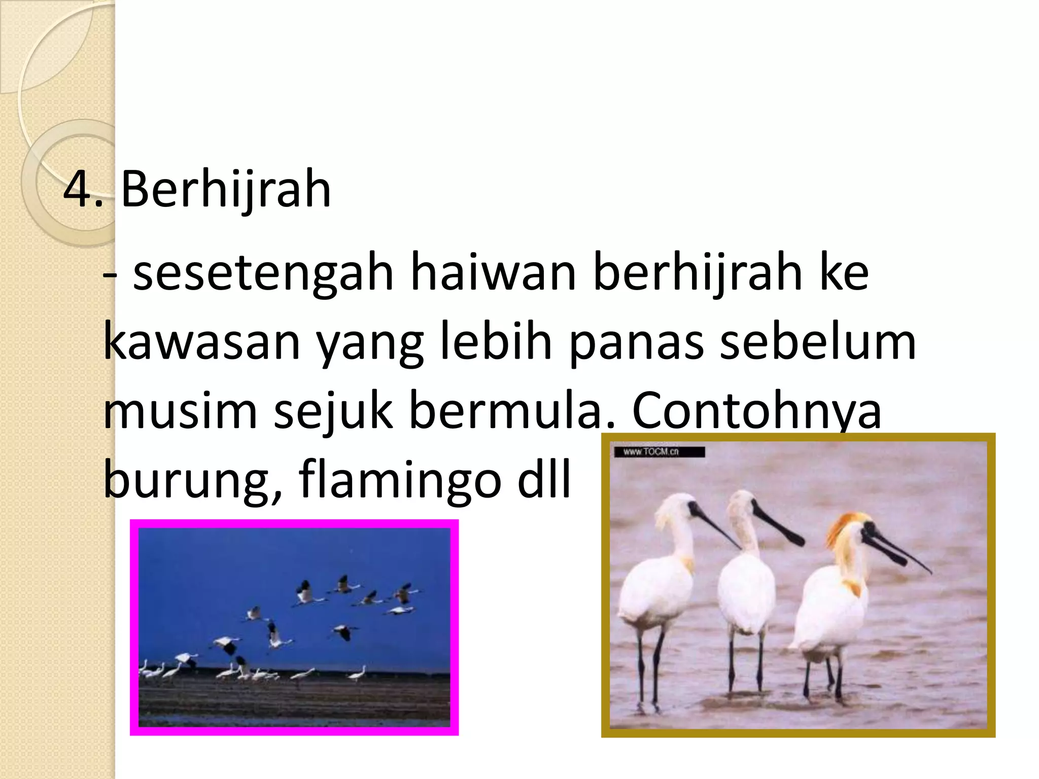 Cara haiwan menyesuaikan diri dengan cuaca melampau | PPTX