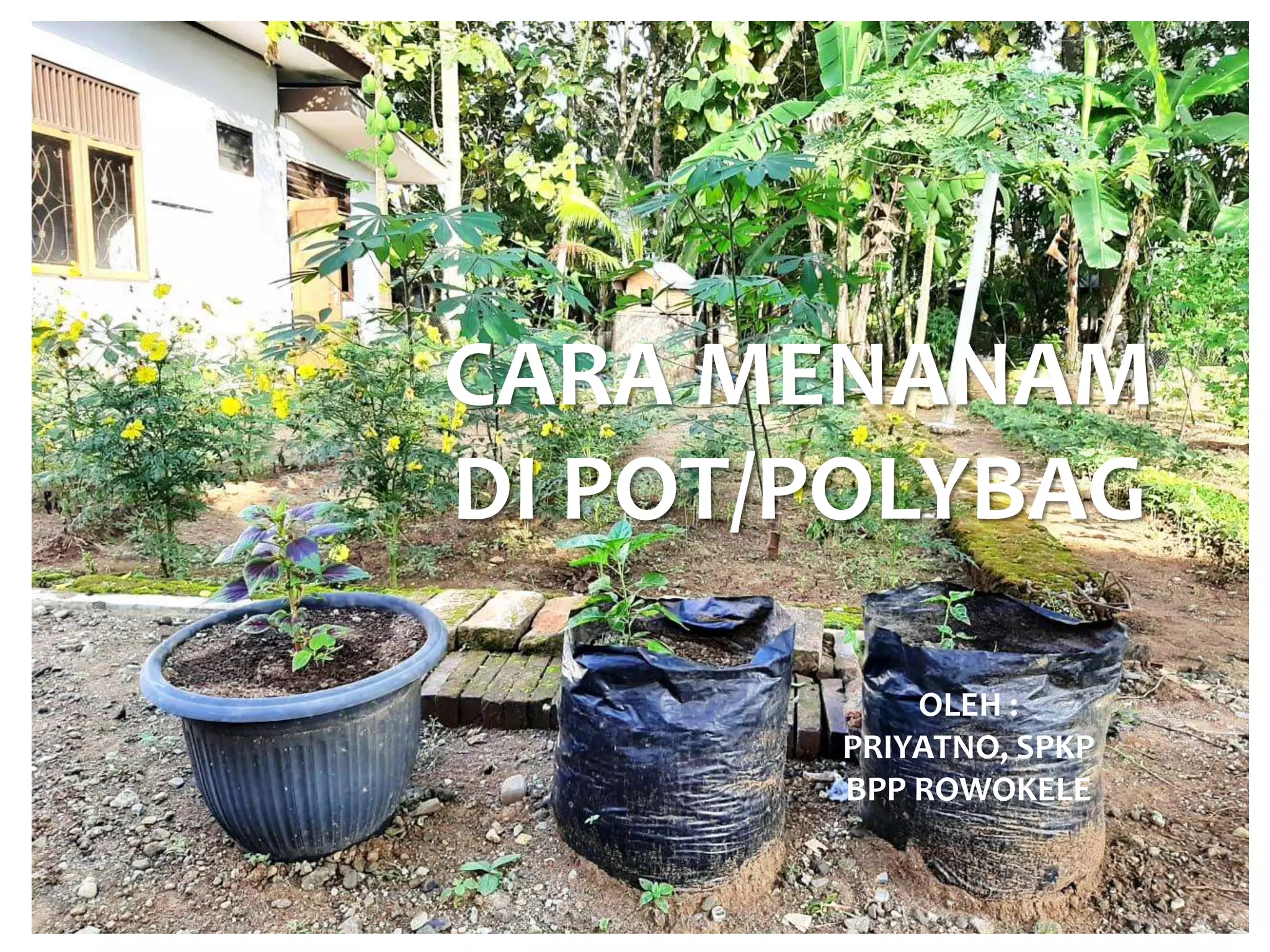 CARA MENANAM di pot atau polybag.pptx