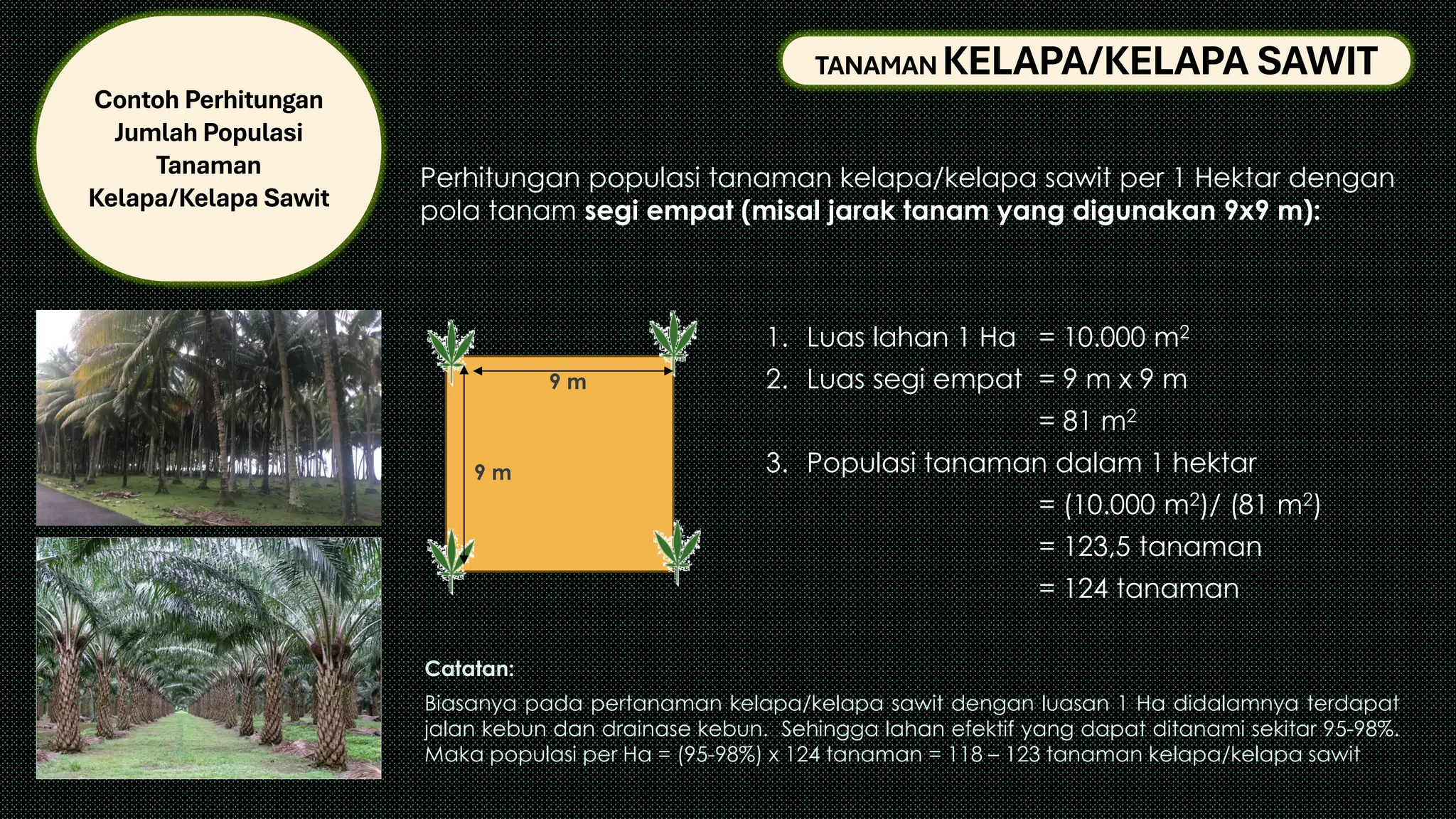 Cara Menghitung Populasi Tanaman Kelapa Kelapa Sawit Per Hektar ...