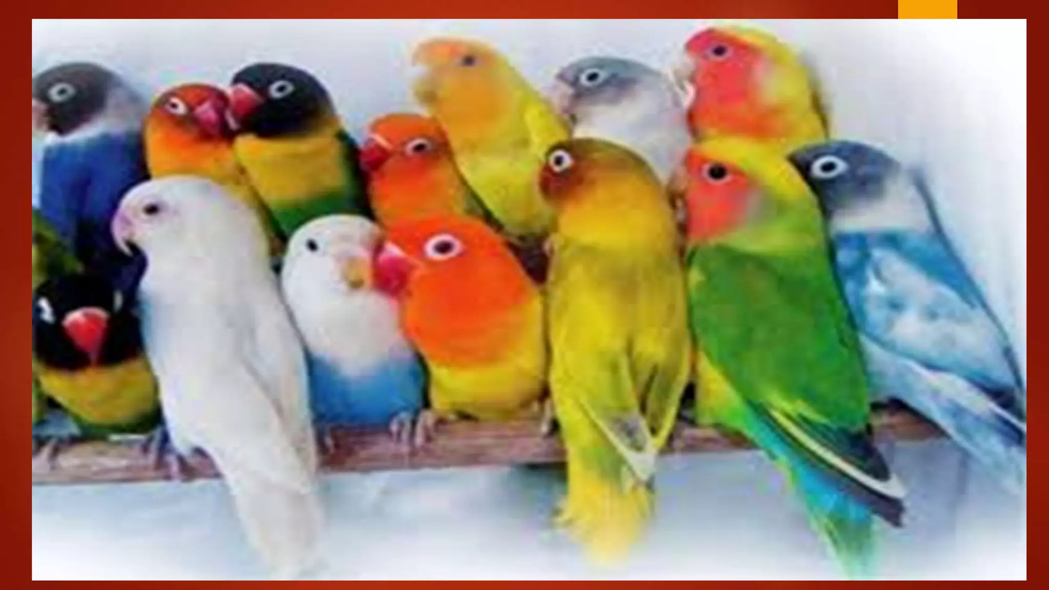 CARA MERAWAT BURUNG LOVEBIRD YANG MUDAH & SIMPEL.pptx