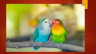 CARA MERAWAT BURUNG LOVEBIRD YANG MUDAH & SIMPEL.pptx