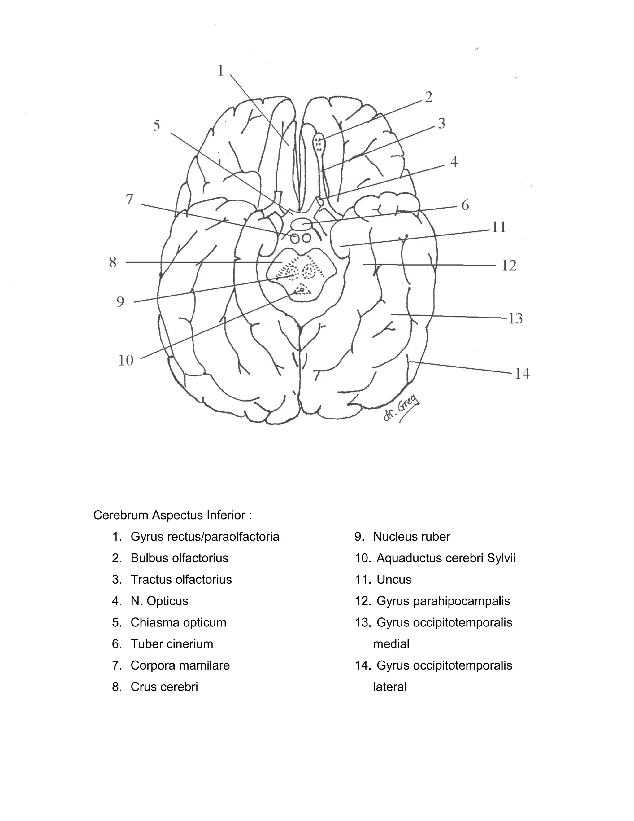 Cara mudah belajar neuroanatomi | DOC
