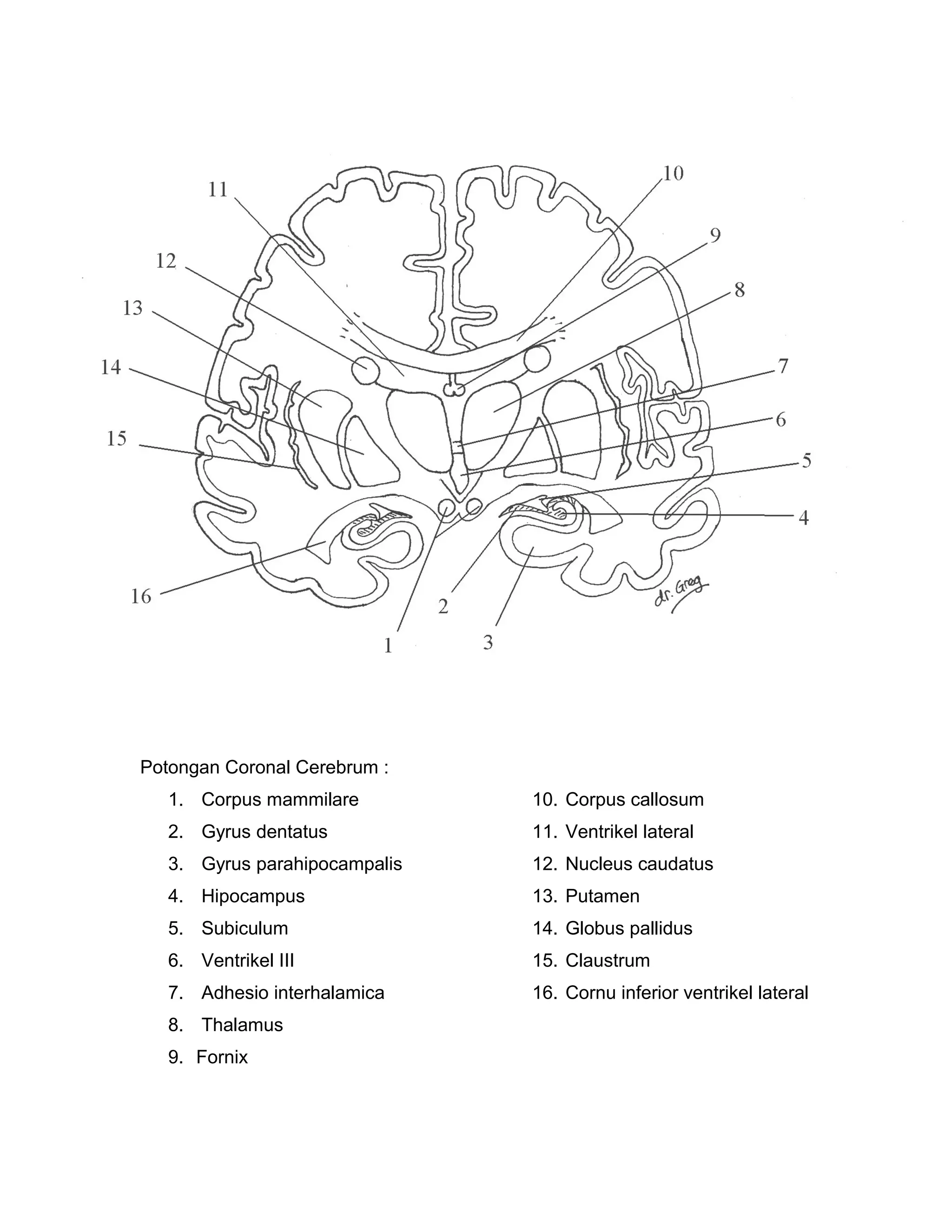 Cara mudah belajar neuroanatomi | DOC