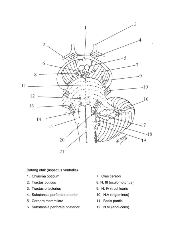 Cara mudah belajar neuroanatomi | DOC