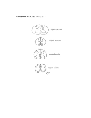 Cara mudah belajar neuroanatomi | DOC