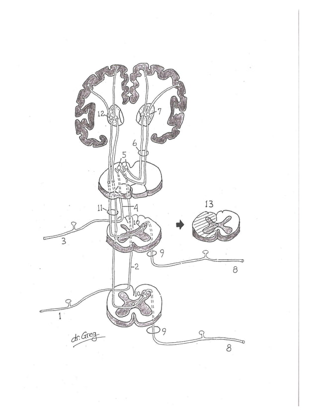 Cara mudah belajar neuroanatomi | PDF