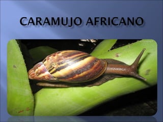 Caramujo africano | PPT