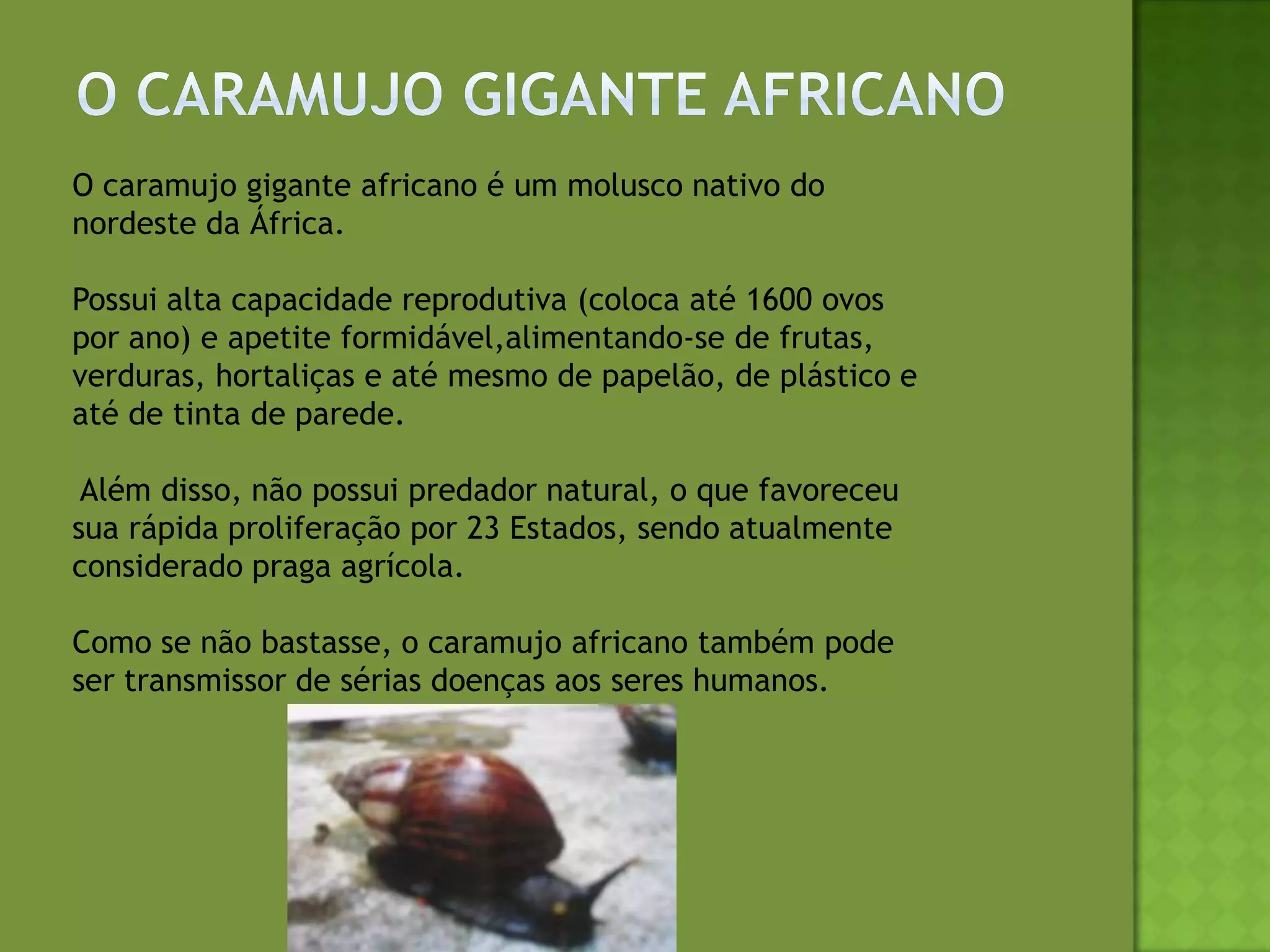 Caramujo gigante africano | PPTX