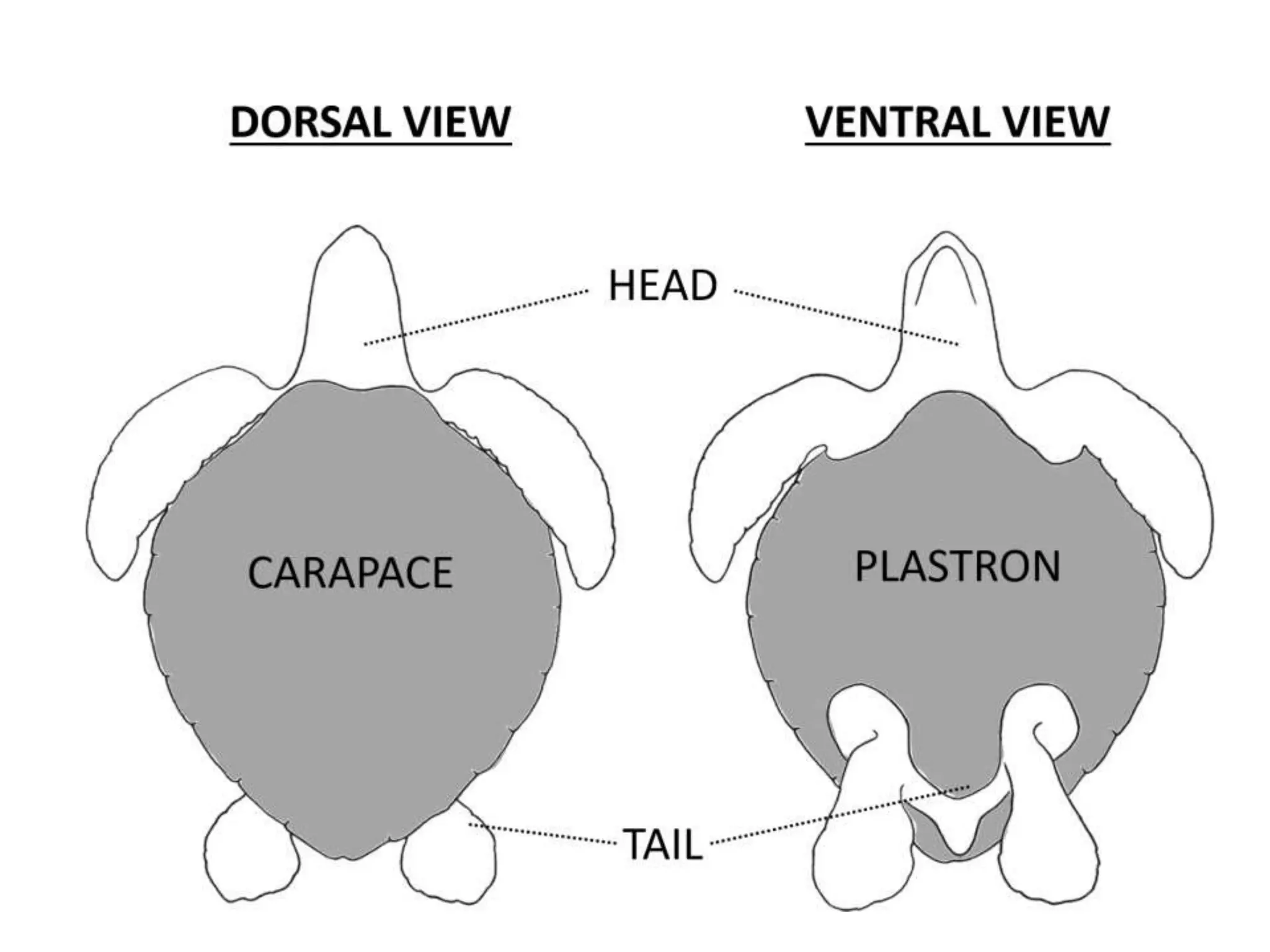 Carapage and plastron, difference between turtle and tortoise.pptx
