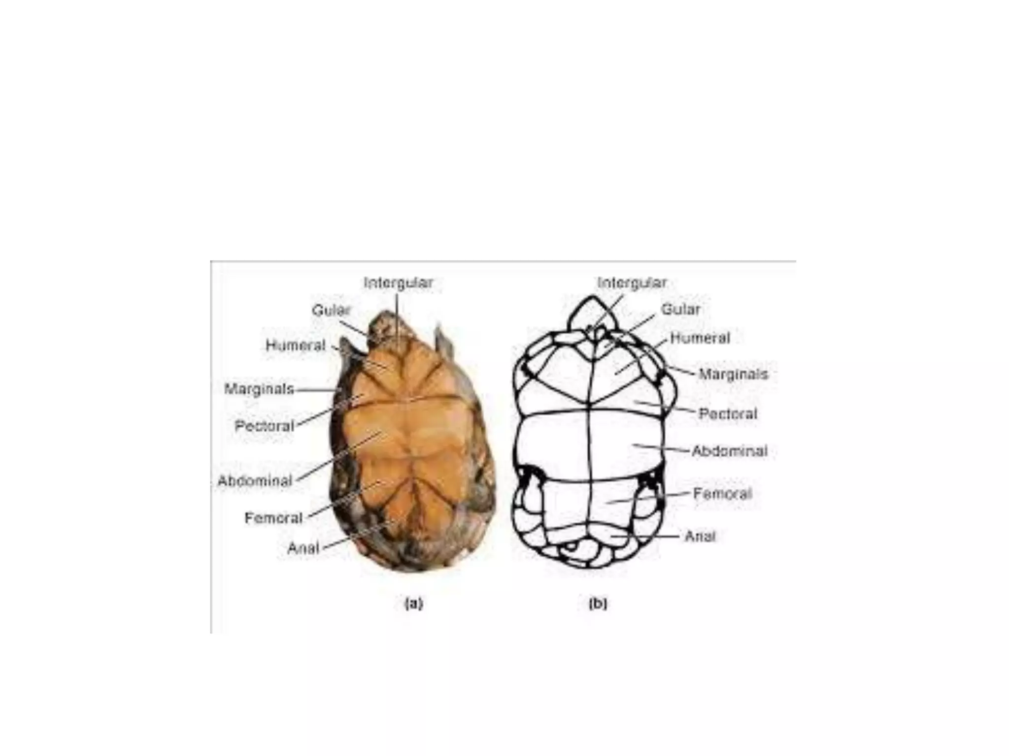 Carapage and plastron, difference between turtle and tortoise.pptx