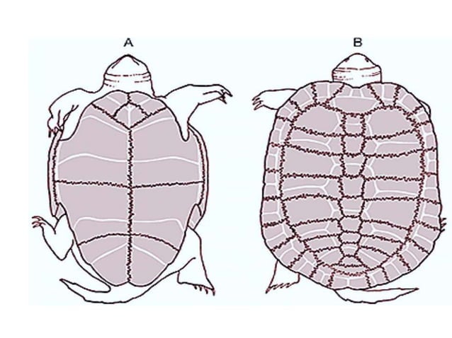 Carapage and plastron, difference between turtle and tortoise.pptx