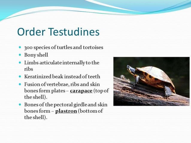 Carapage and plastron, difference between turtle and tortoise.pptx