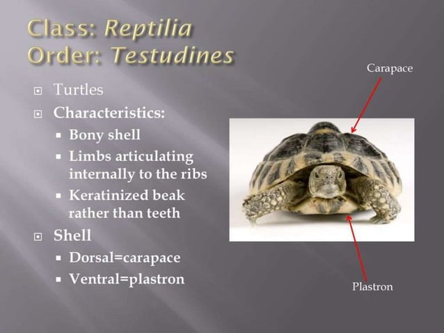 Carapage and plastron, difference between turtle and tortoise.pptx