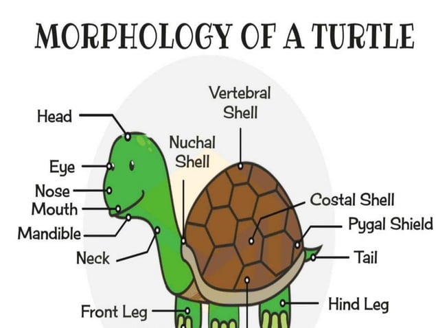 Carapage and plastron, difference between turtle and tortoise.pptx