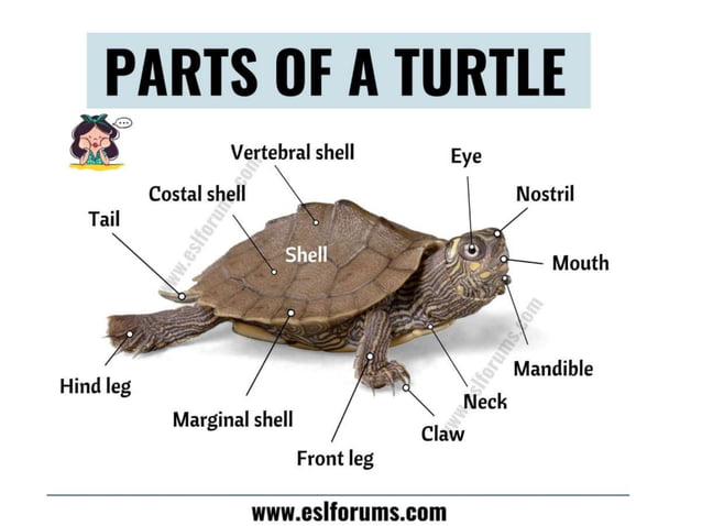 Carapage and plastron, difference between turtle and tortoise.pptx