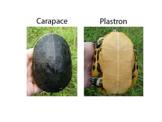 Carapage and plastron, difference between turtle and tortoise.pptx