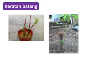 Cara pembiakan tumbuhan | PPTX