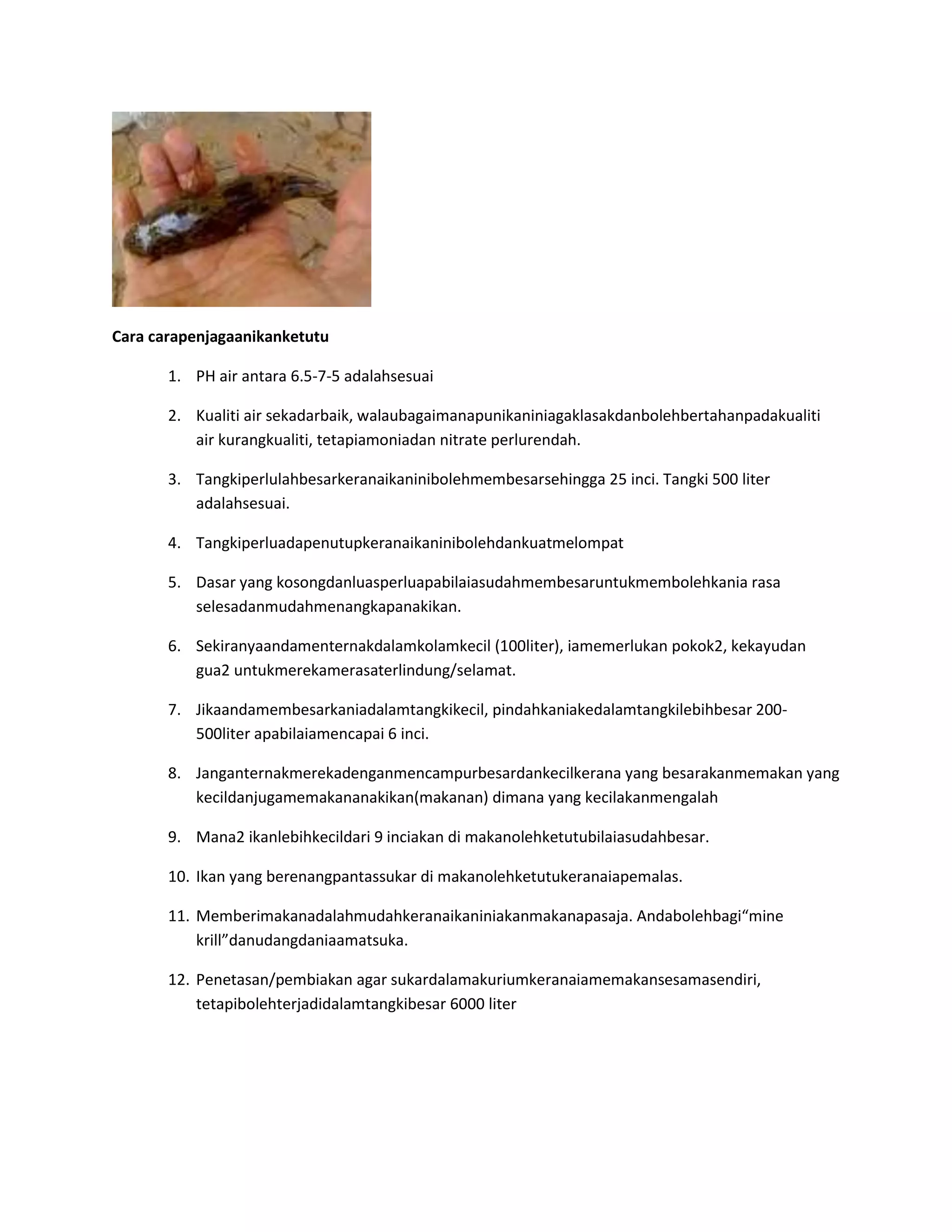 Cara penjagaan ikan ketutu marble goby | PDF