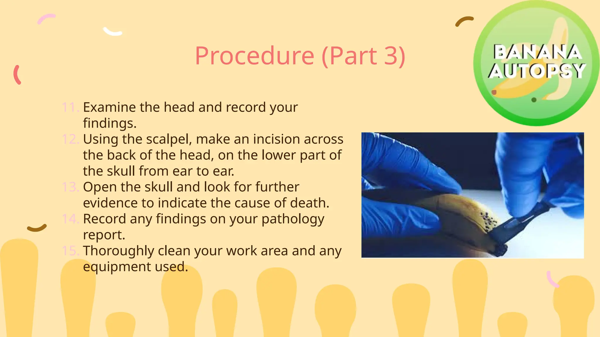 Banana Autopsy Lab for science use for schooling and great for children ...