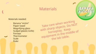 Banana Autopsy Lab for science use for schooling and great for children ...