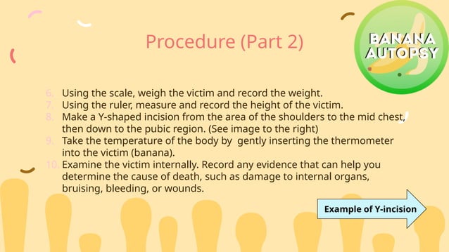 Banana Autopsy Lab for science use for schooling and great for children ...
