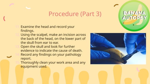 Banana Autopsy Lab for science use for schooling and great for children ...