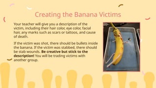 Banana Autopsy Lab for science use for schooling and great for children ...