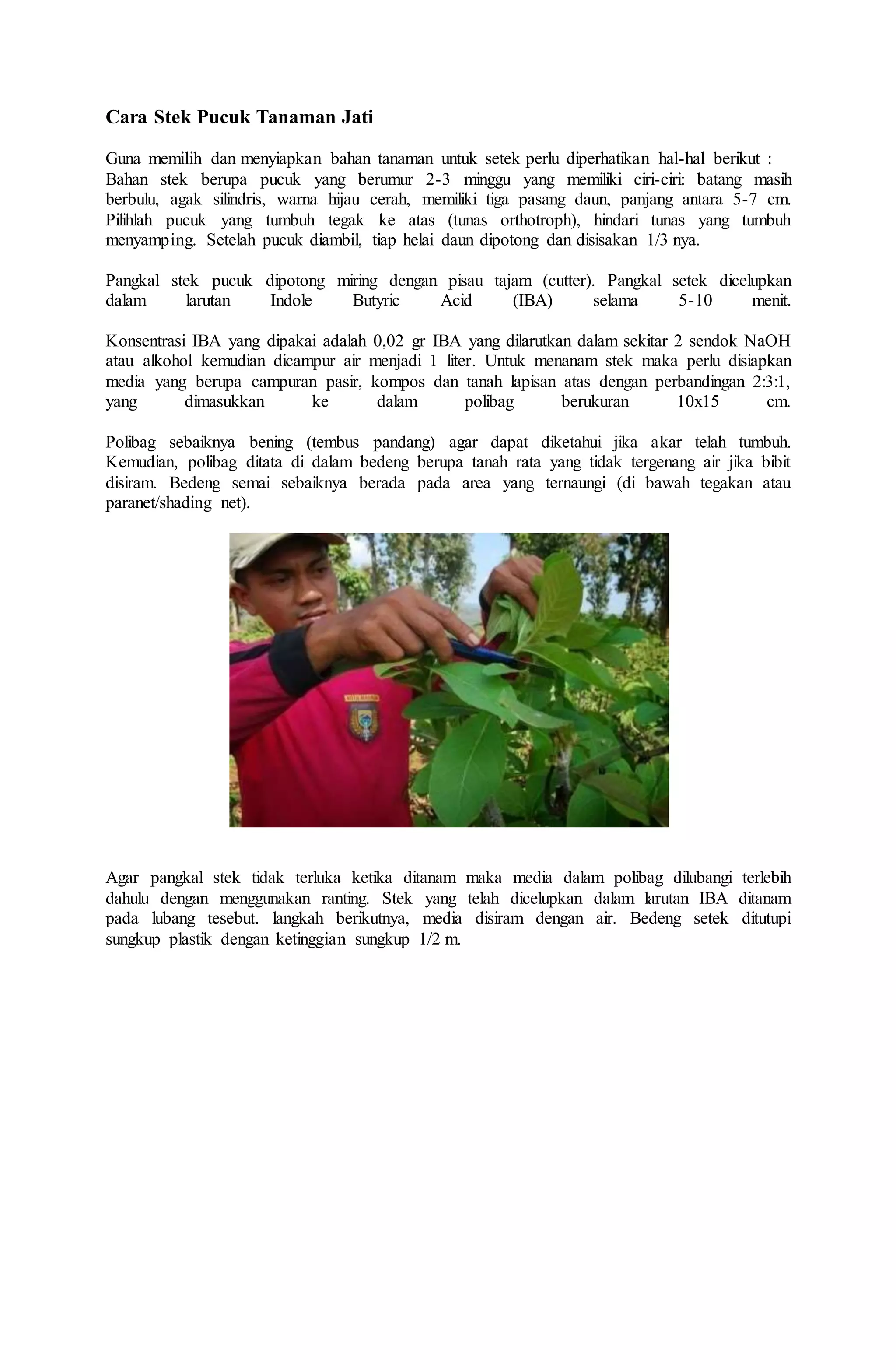 Cara stek pucuk tanaman jati | DOCX