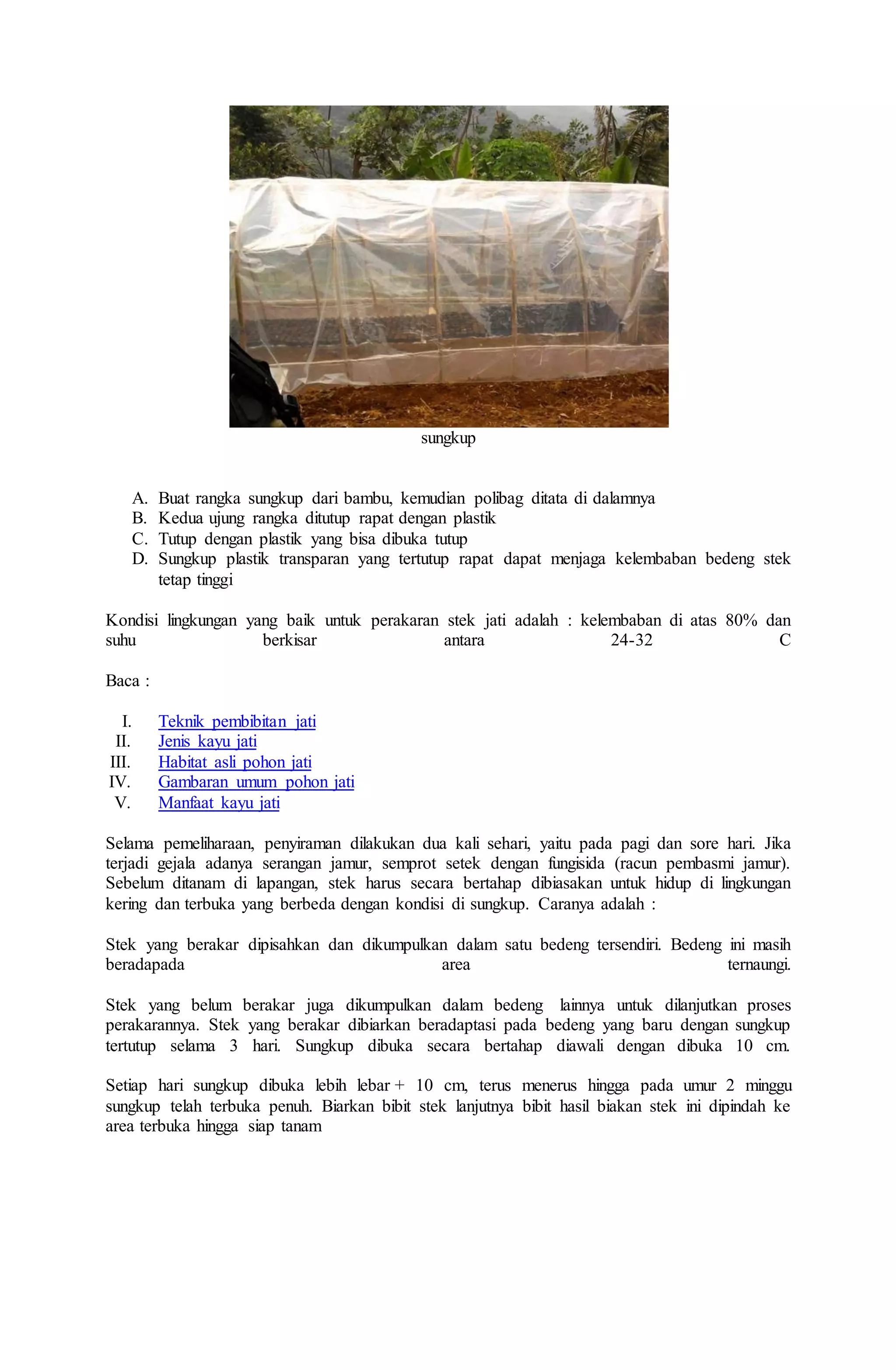 Cara stek pucuk tanaman jati | DOCX