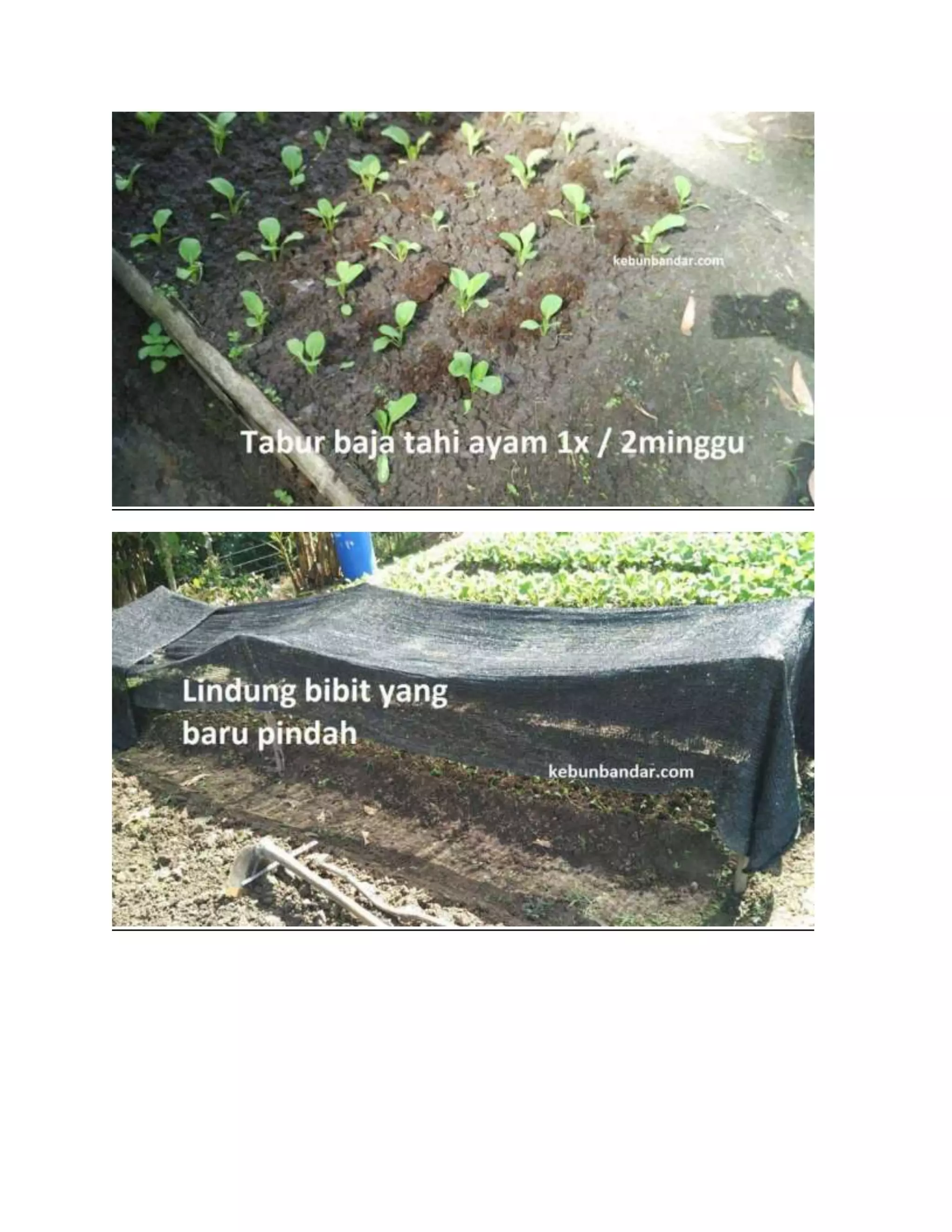 Cara tanam atas batas | DOCX