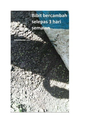 Cara tanam atas batas | DOCX