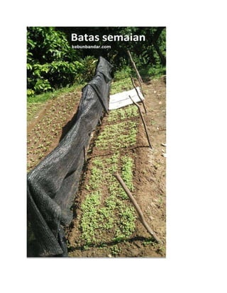 Cara tanam atas batas | DOCX