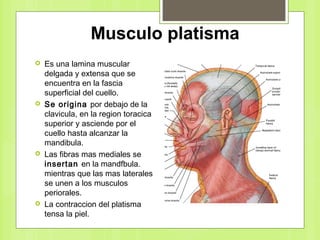 Cara y glandula parotida 5 | PPT