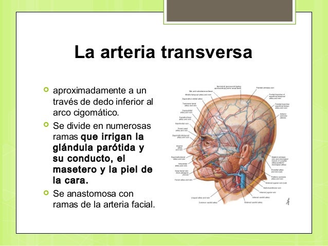 Cara y glandula parotida 5to