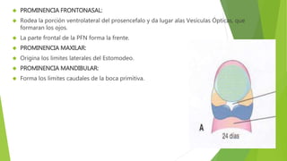 Cara y paladar (1) | PPTX