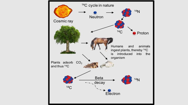 Carbon dating | PPTX | Environmental Services Industry | Industries