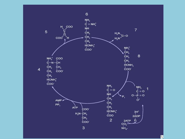Carbamoyl phosphate stnthetase 1 deficiency | PPTX
