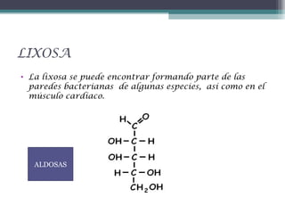 Xilosa: Qué Es, Características, Estructura, Funciones Y, 57% OFF