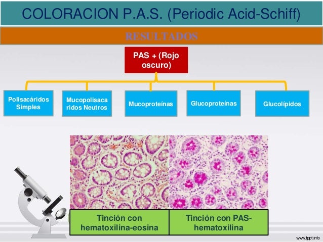 Carbohidratos y Coloracion PAS