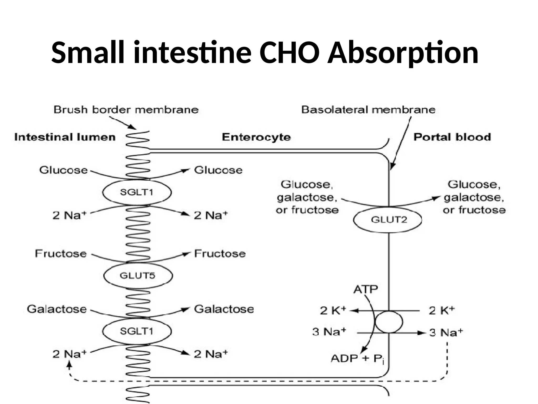 carbohydate digestion in herbivores physiology | PPTX