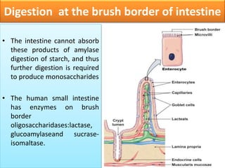 Carbohydrate | PPTX | Chemistry | Science