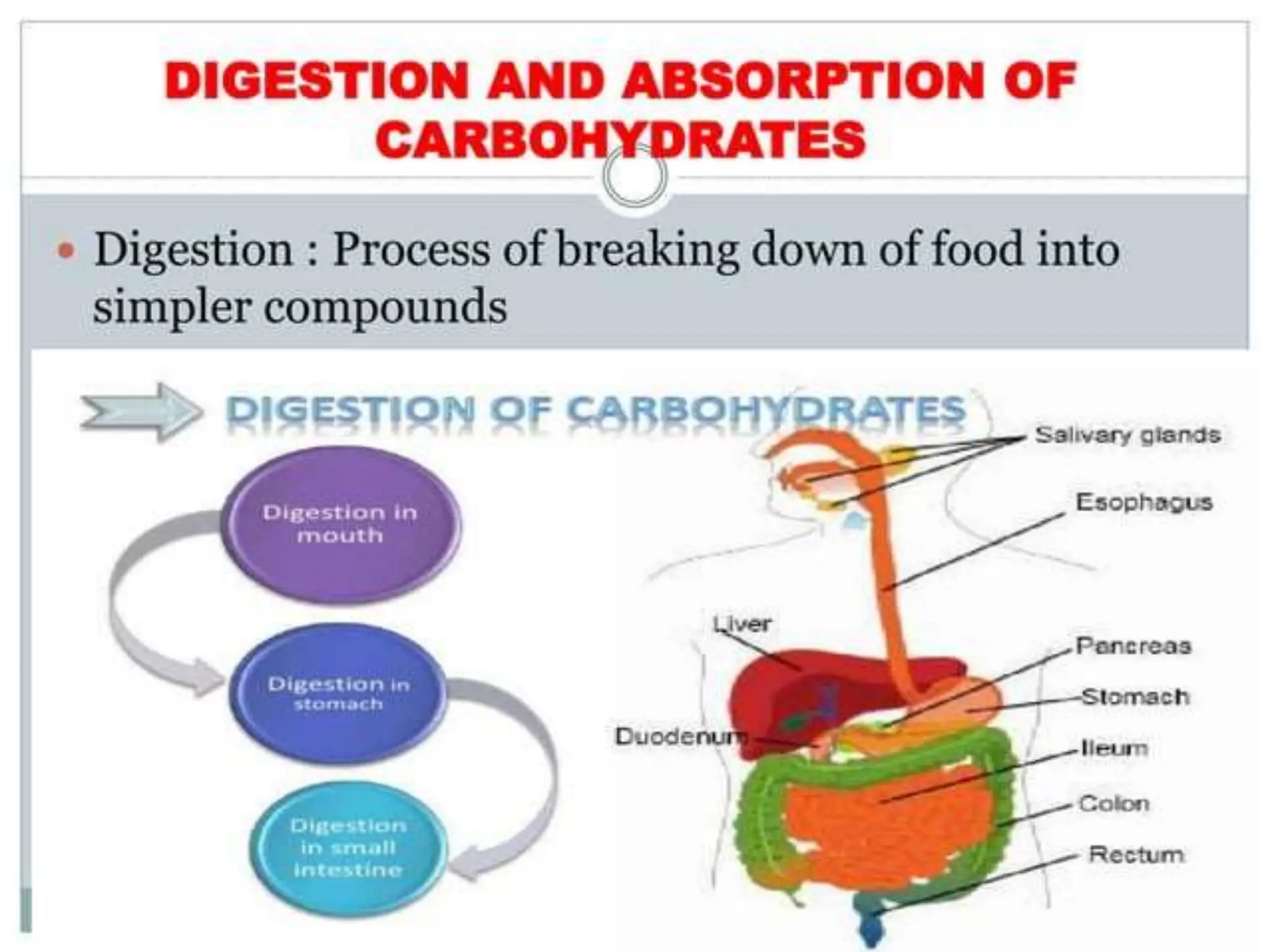 carbohydrate classification function.pptx