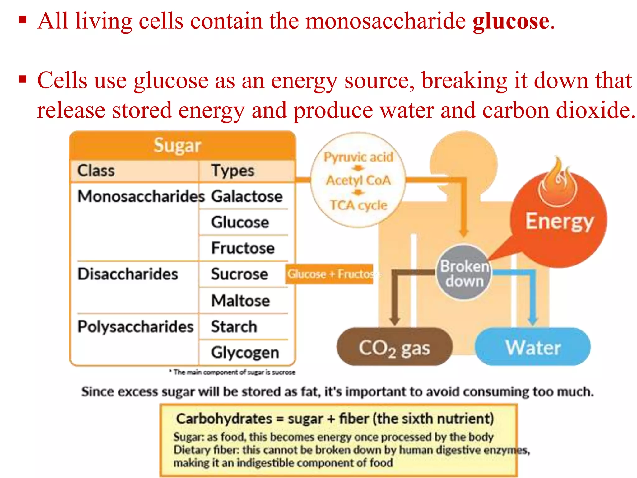 Carbohydrate | PPTX